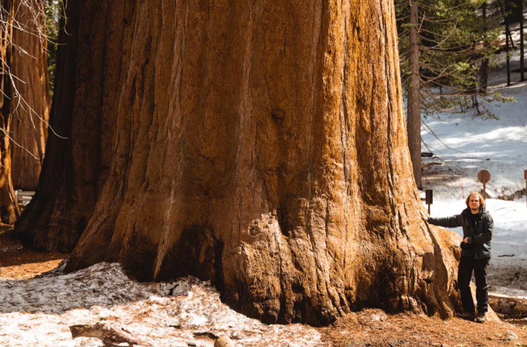 Exploring the diversity of trees in Yellowstone National Park